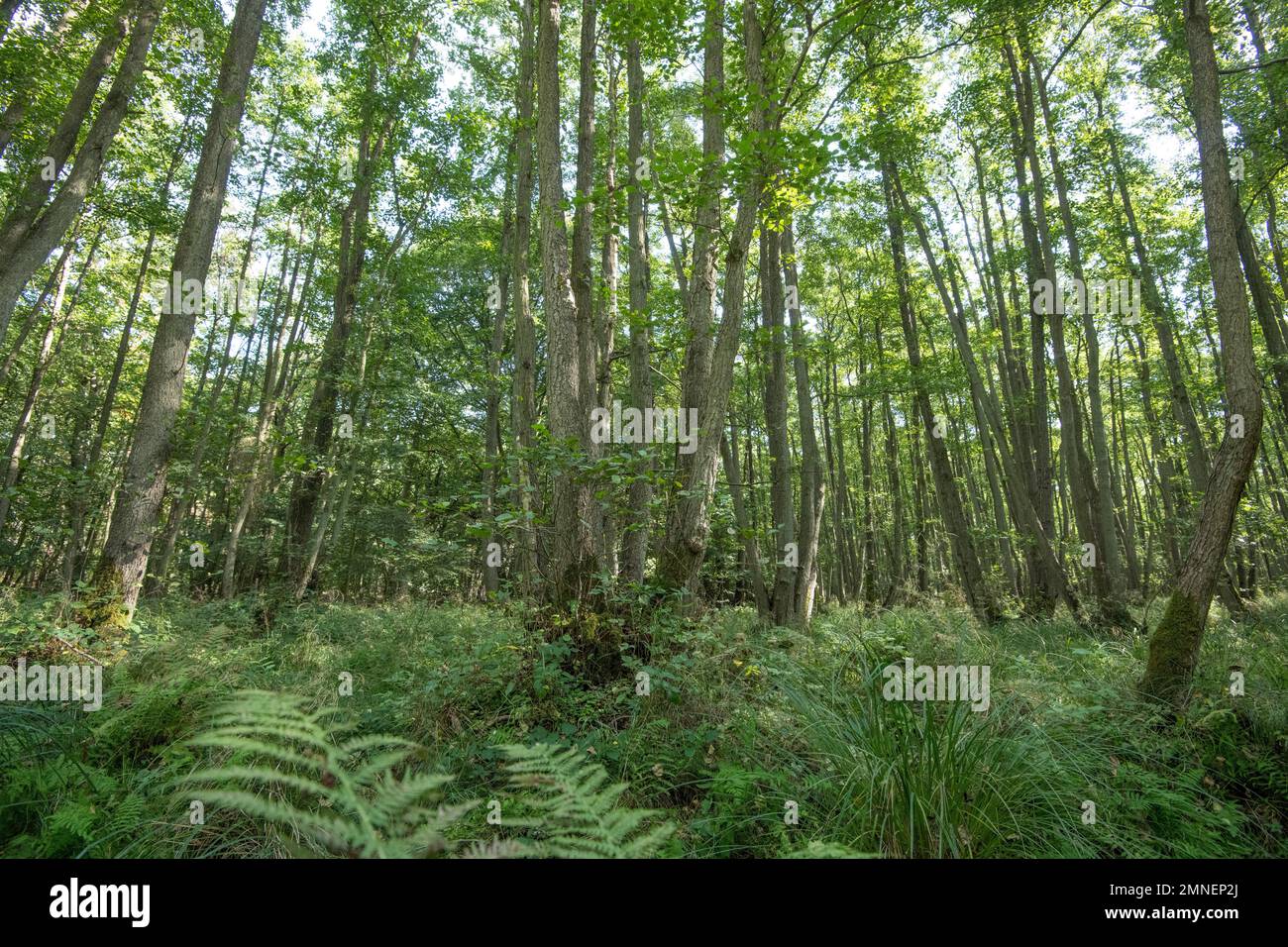 Black alder (Alnus glutinosa), marsh forest with lush undergrowth in ...