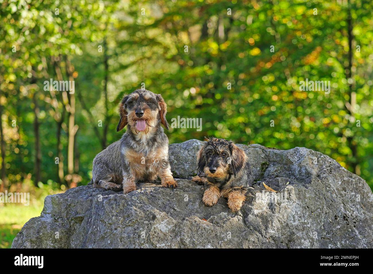 Rough-haired dachshund, hunting dog, Arnsberg, North Rhine-Westphalia ...