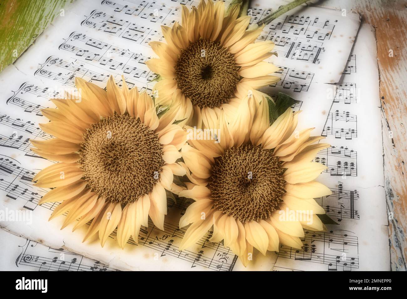 Sunflowers On Sheet music Stock Photo - Alamy