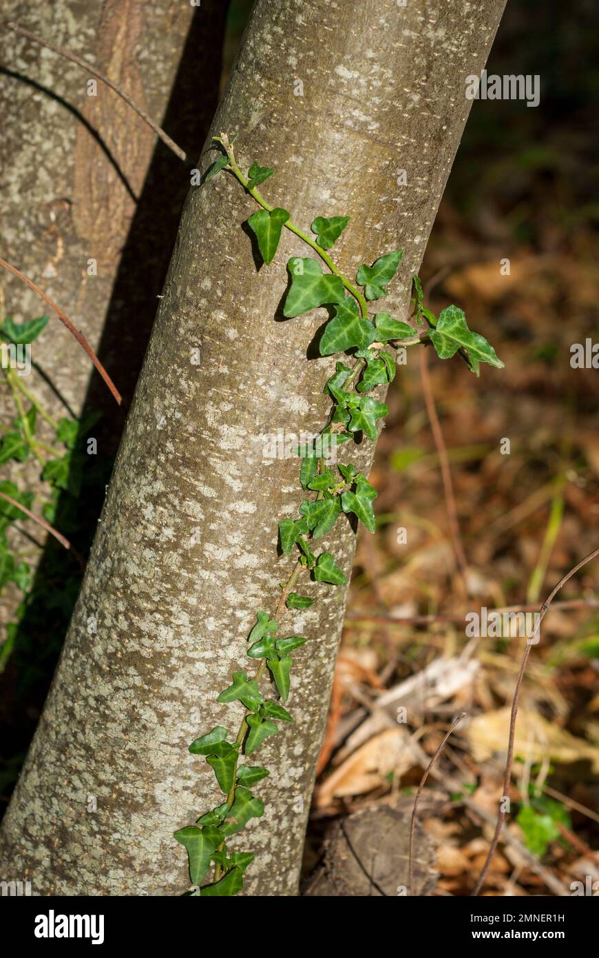 vertical tree trunk and young climbing plant growing symbiosis Stock ...