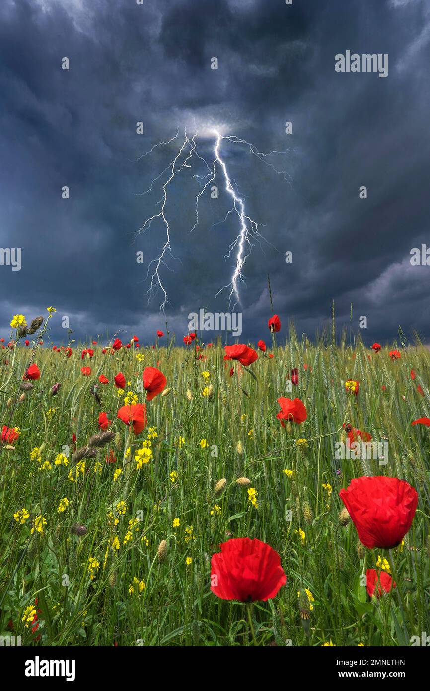Photomontage lightning, cornfield with poppy flowers (Papaver rhoeas ...