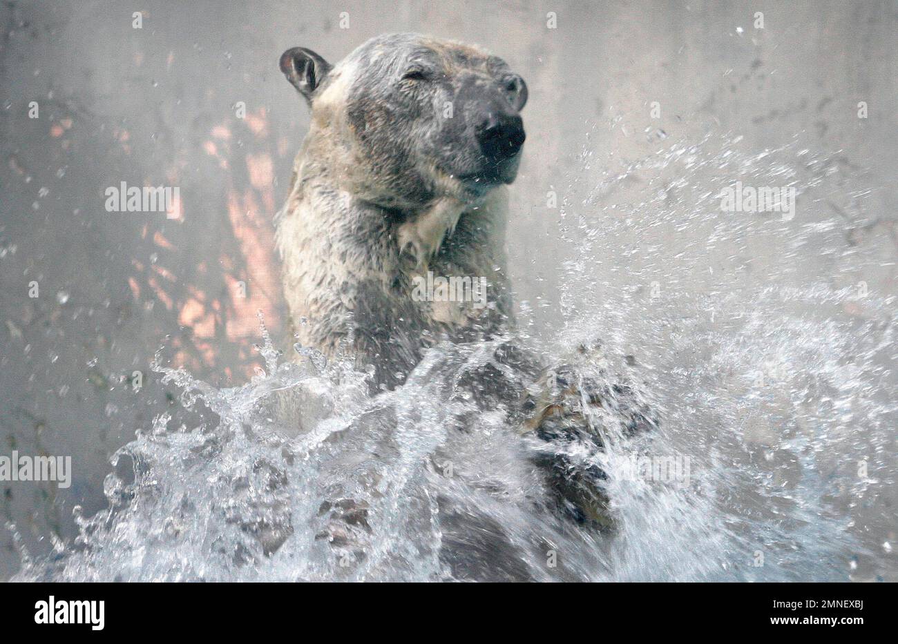 In this May 4, 2007, file photo, then seventeen-year-old Inuka the ...