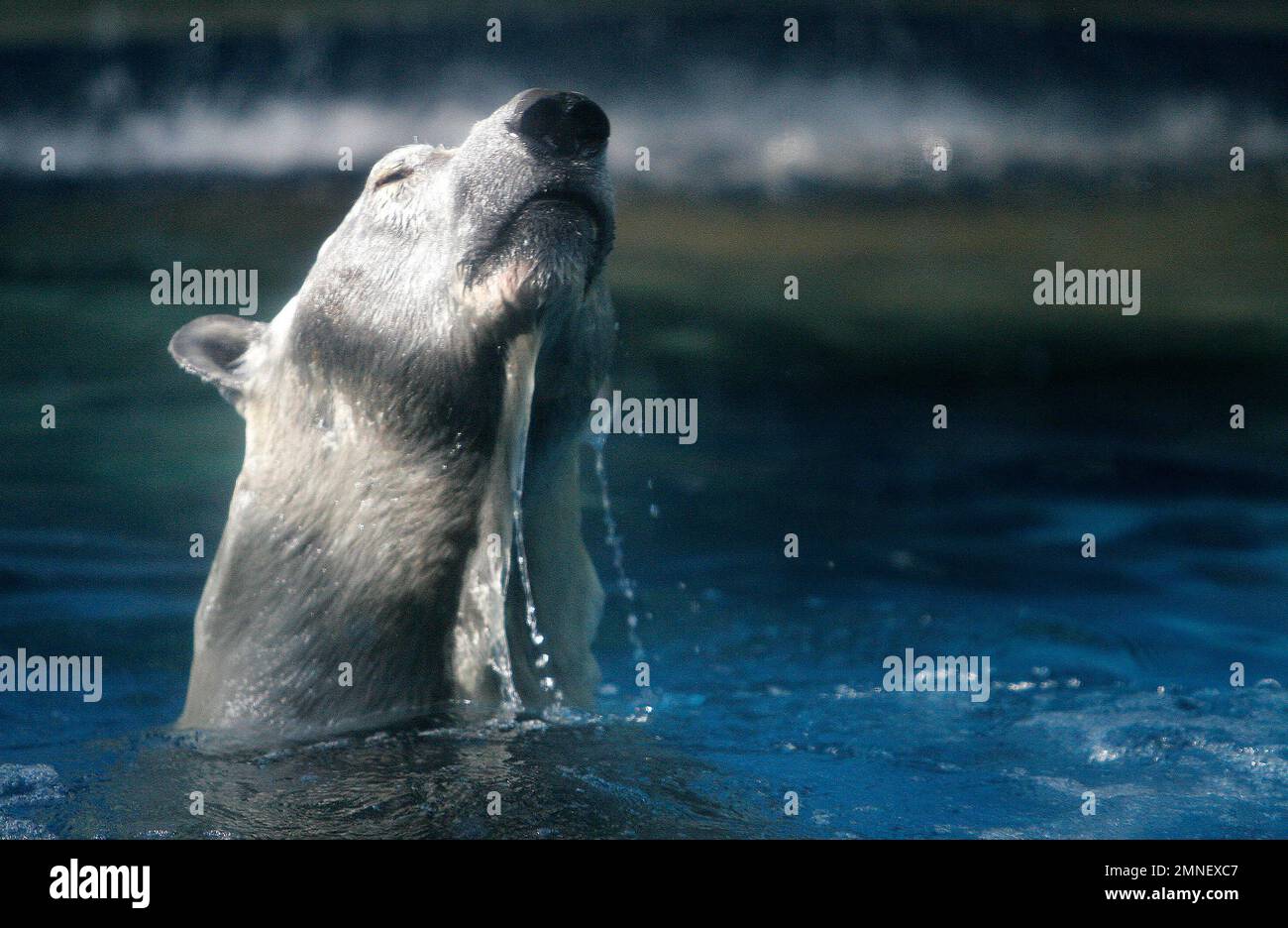 In this May 4, 2007, file photo, then seventeen-year-old Inuka the ...