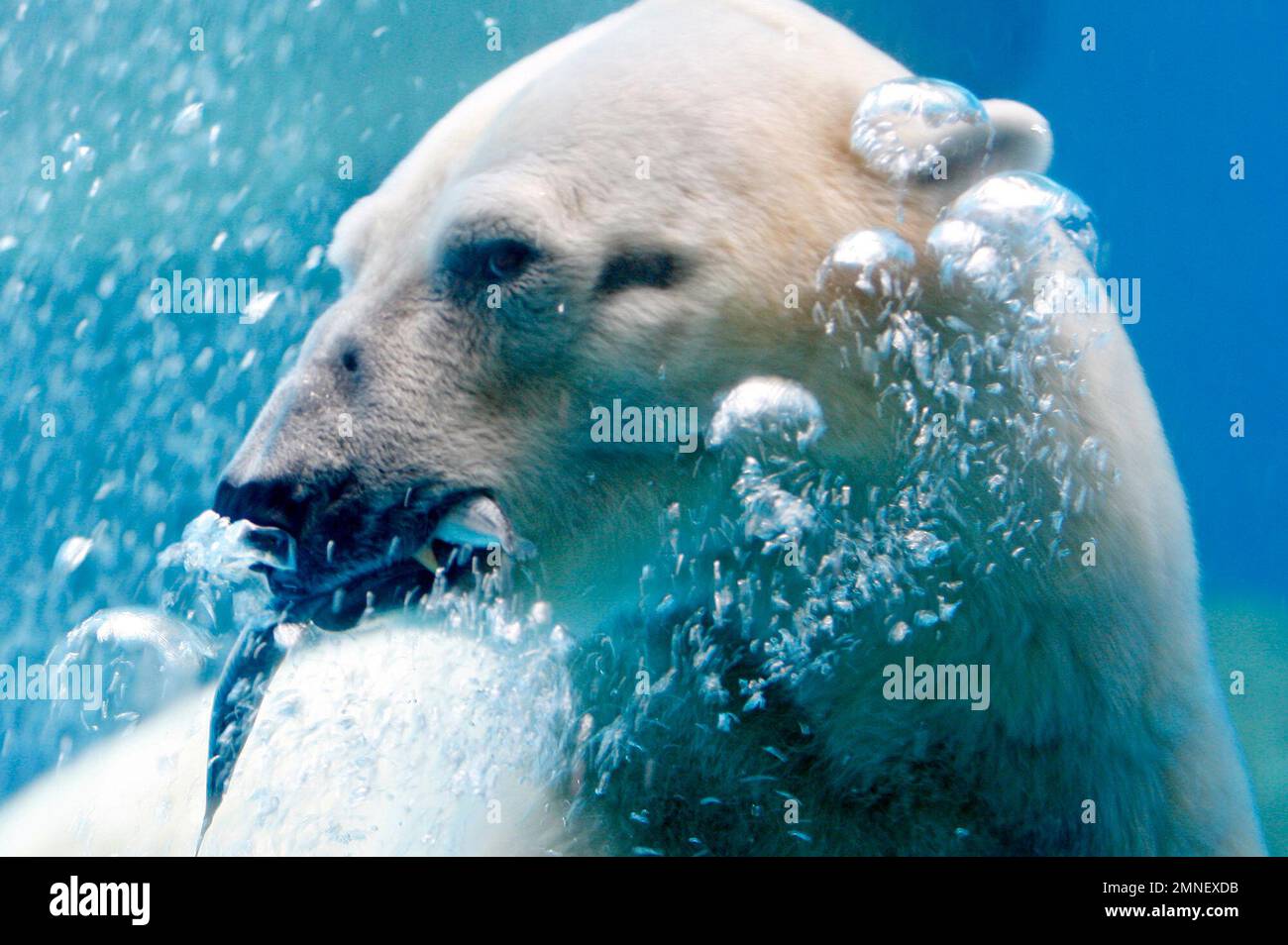 In this June 11, 2008, file photo, then eighteen-year-old Inuka the ...