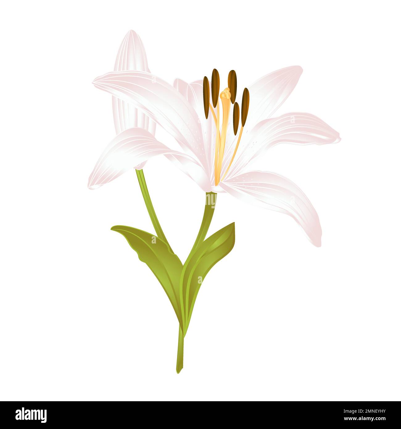 Lily white Lilium candidum fourth a white flower with leaves on a white ...