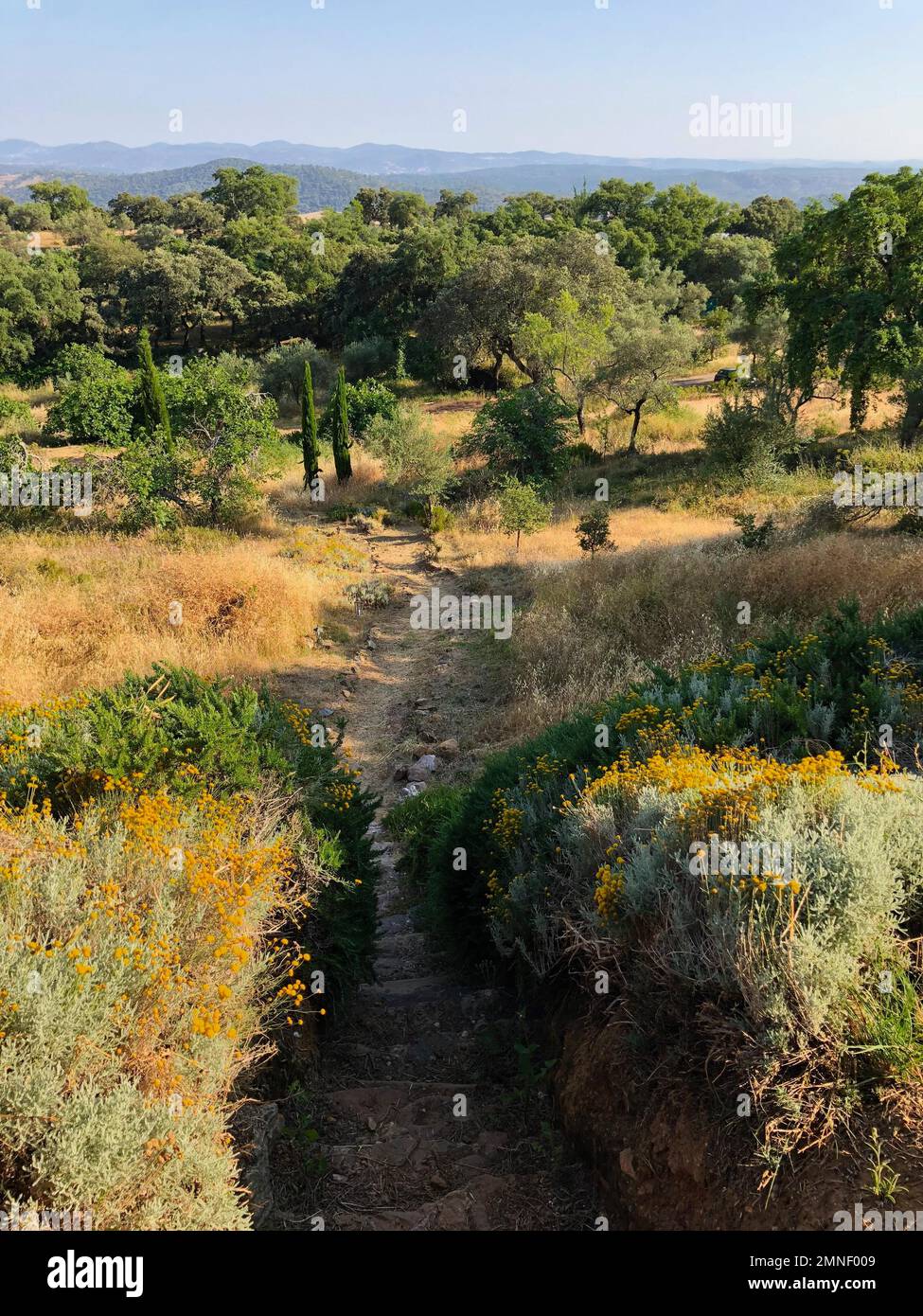 Path through Mediterranean landscape with dry meadows and olive trees ...