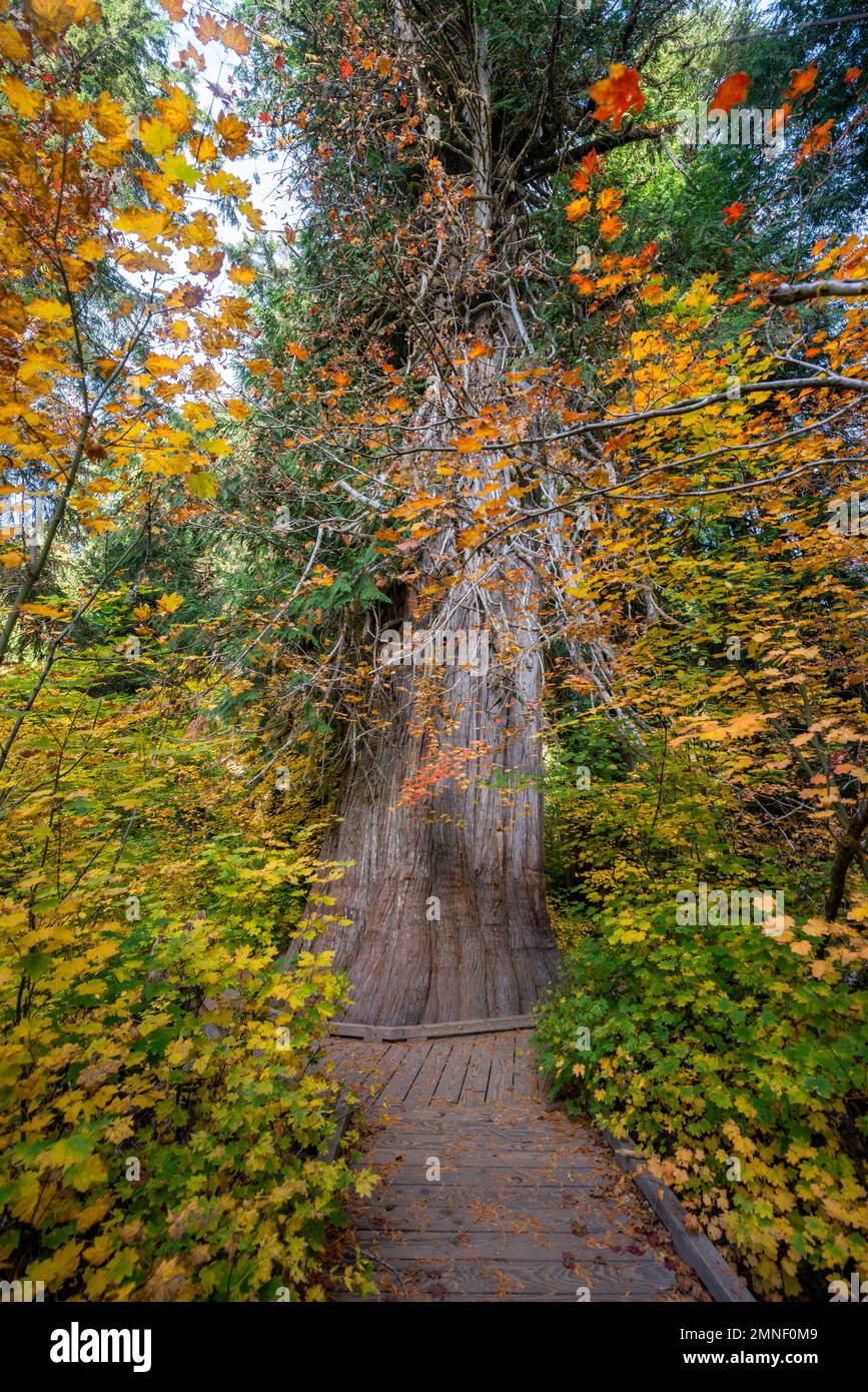 Thick Giant Life Tree in Autumnal Forest, Forest with western red cedar ...