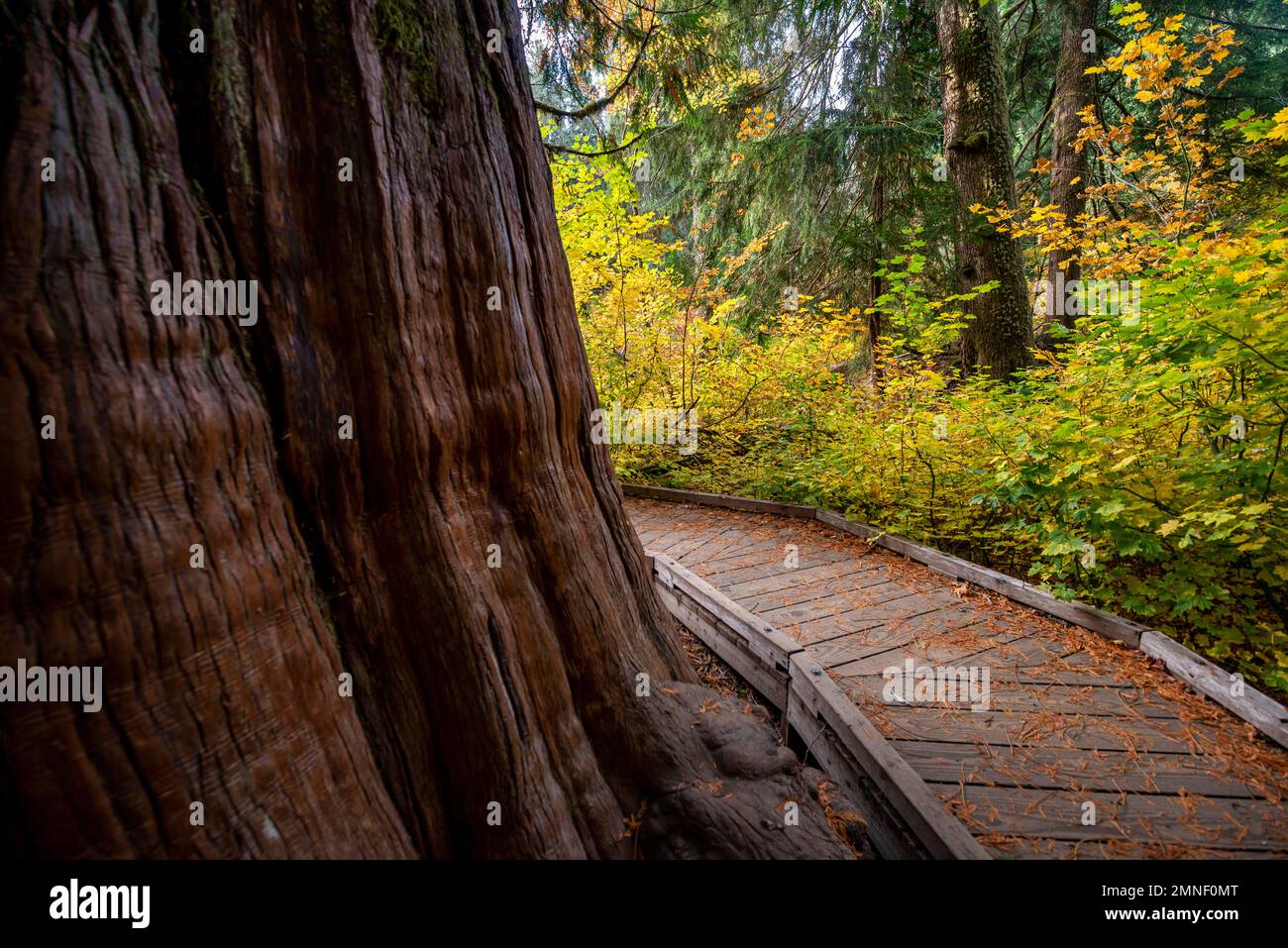 Wooden path around a thick western red cedar (Thuja gigantea), Grove of ...