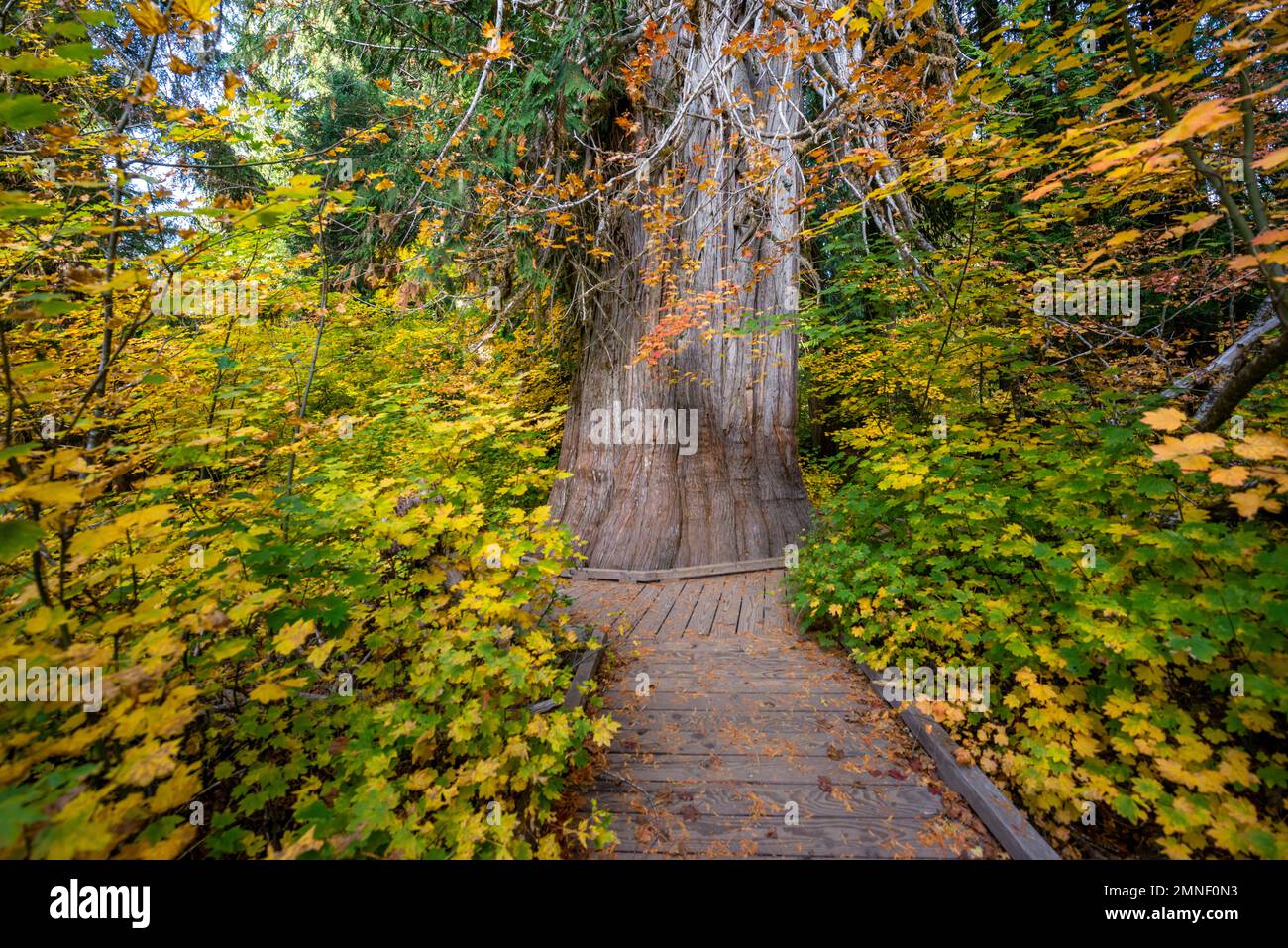 Thick Giant Life Tree in Autumnal Forest, Forest with western red cedar ...