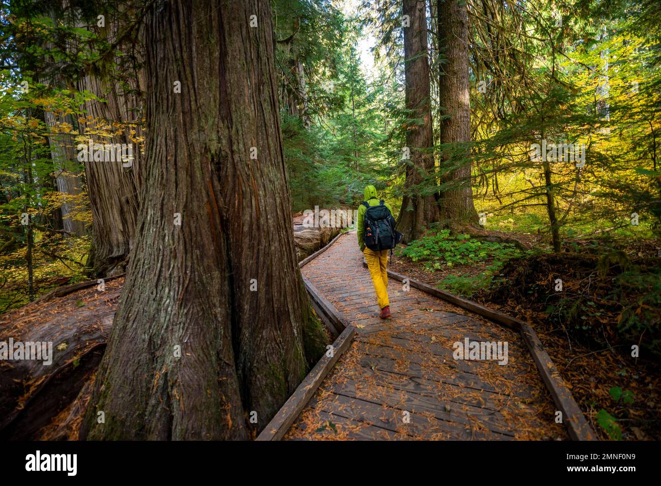 Hiker on logging trail between western red cedar (Thuja gigantea) in ...