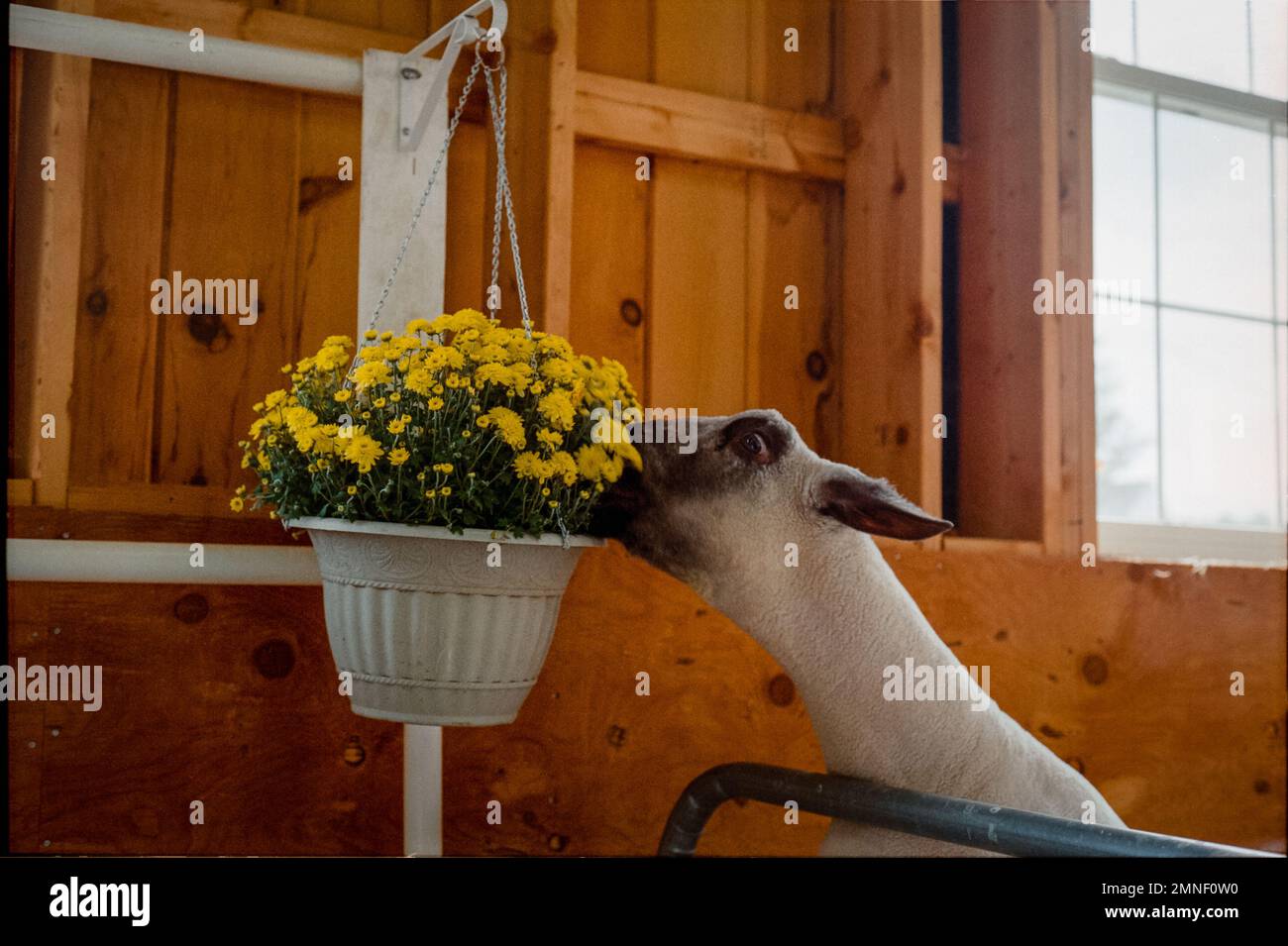 A white goad stretches above his pen to each from a hanging pot of ...