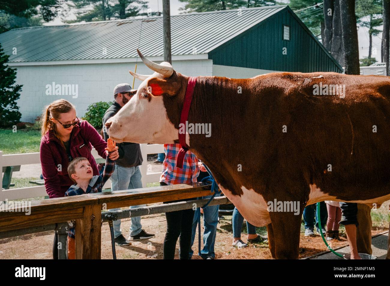 A boy reaches to pet a freshly groomed cow in a pen with his mother's ...