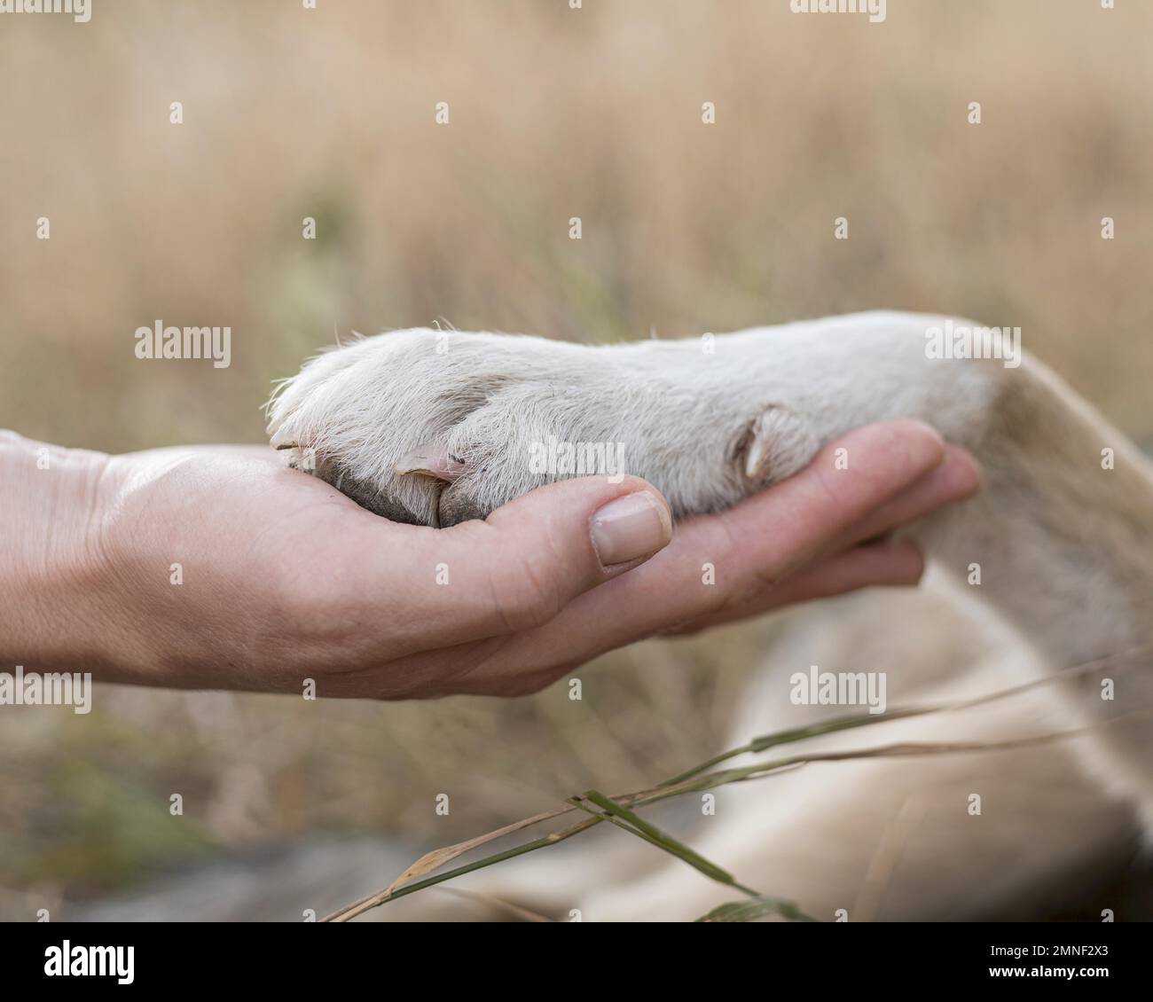 Beautiful view of pet animal hi-res stock photography and images - Alamy