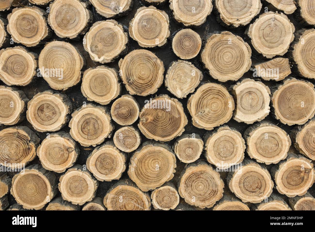 front view tree trunks. Resolution and high quality beautiful photo ...