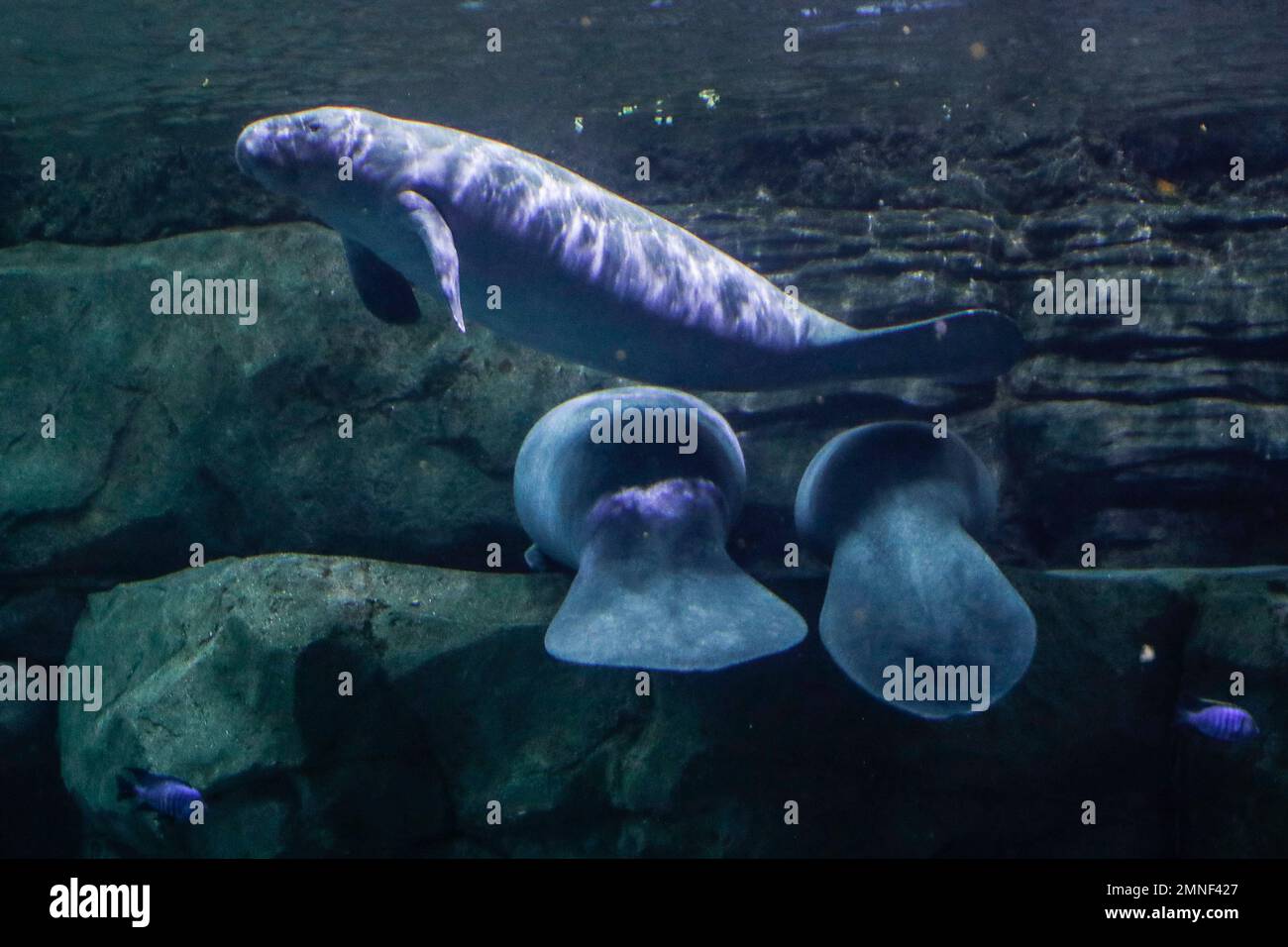 Daphne, 250-pound orphaned female manatee, swims in her enclosure at ...