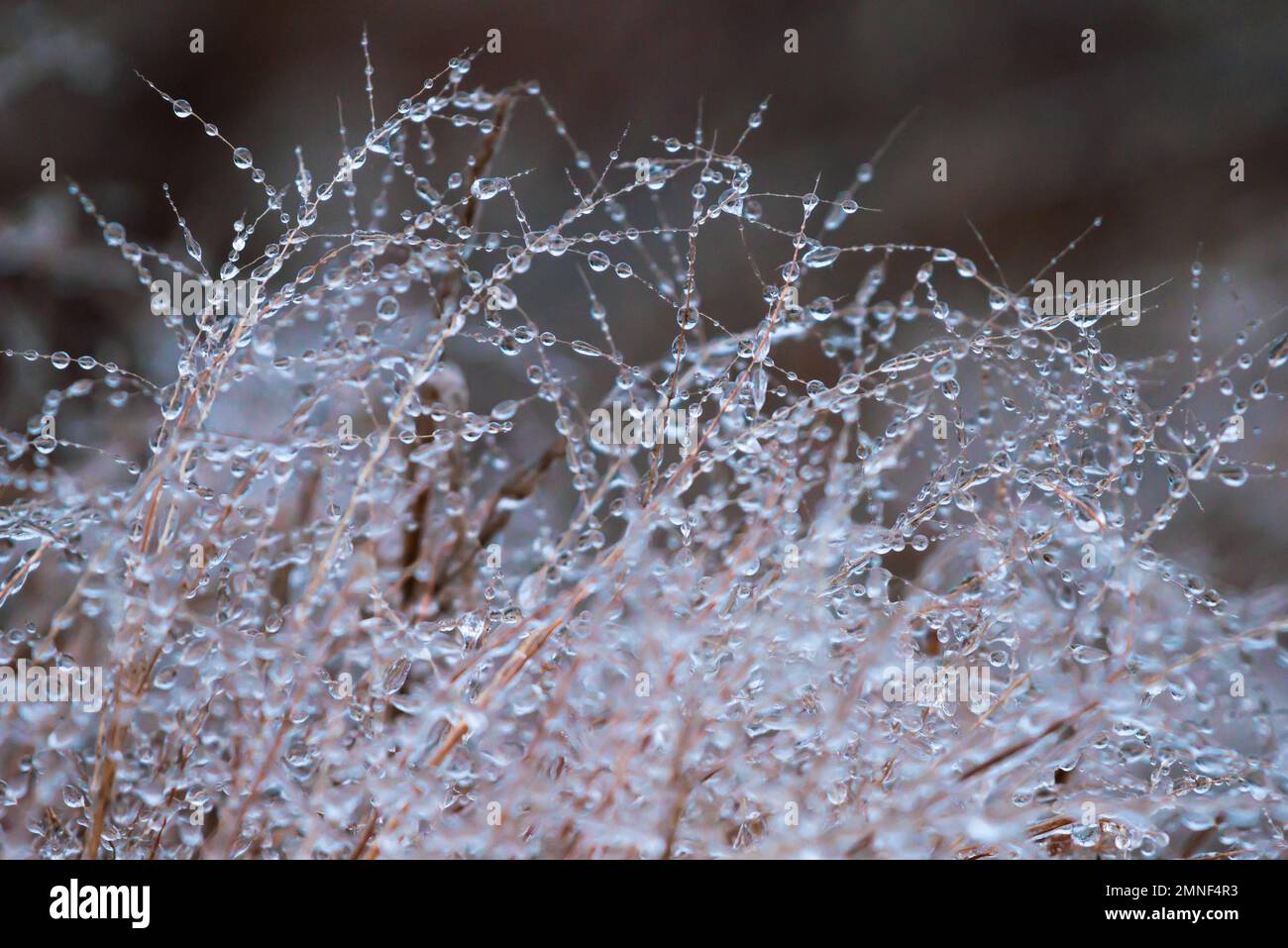 Rare weather phenomenon when plant becomes icy. Frozen beauty in winter ...