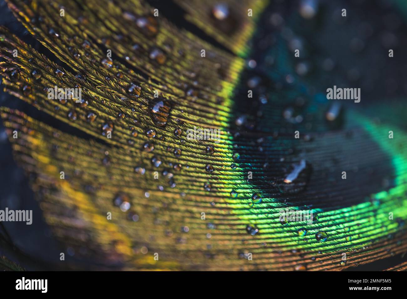 Peacock Feather Images High Resolution