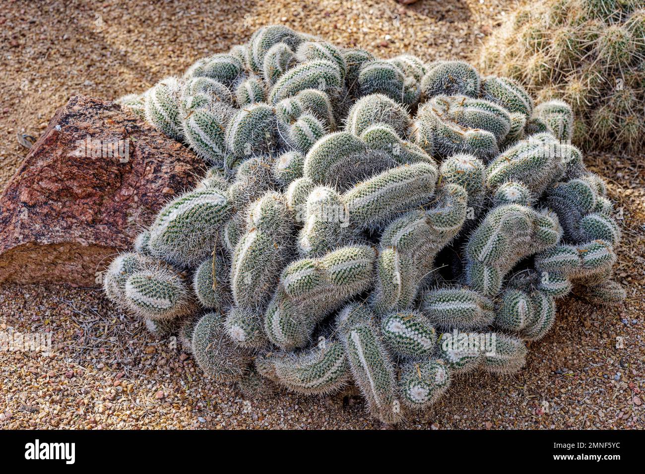 cluster of Mammillaria geminispina, commonly called twin spined cactus ...