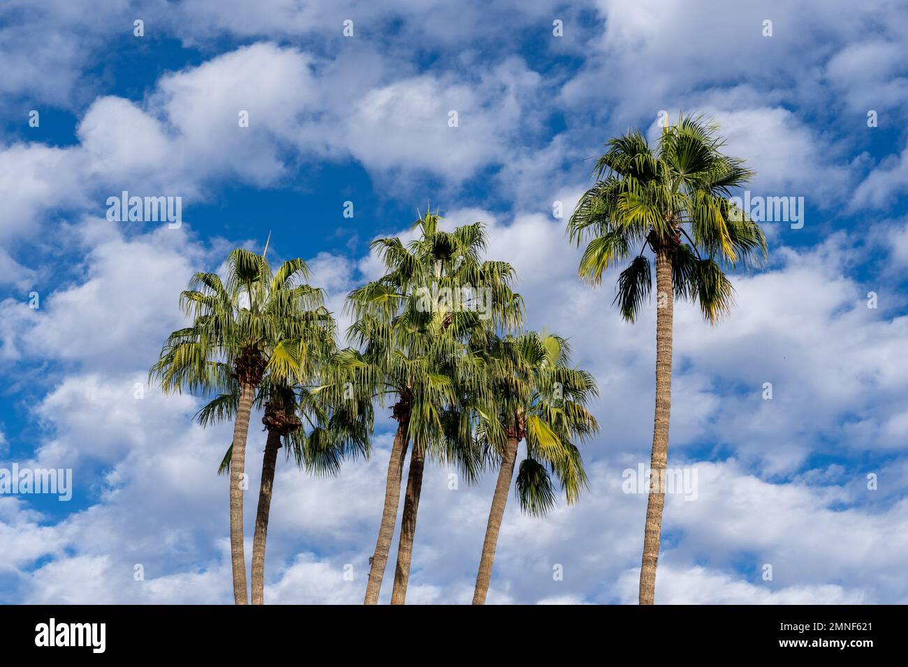 cluster of palm trees, Arecaceae, with bright blue sky and white puffy ...