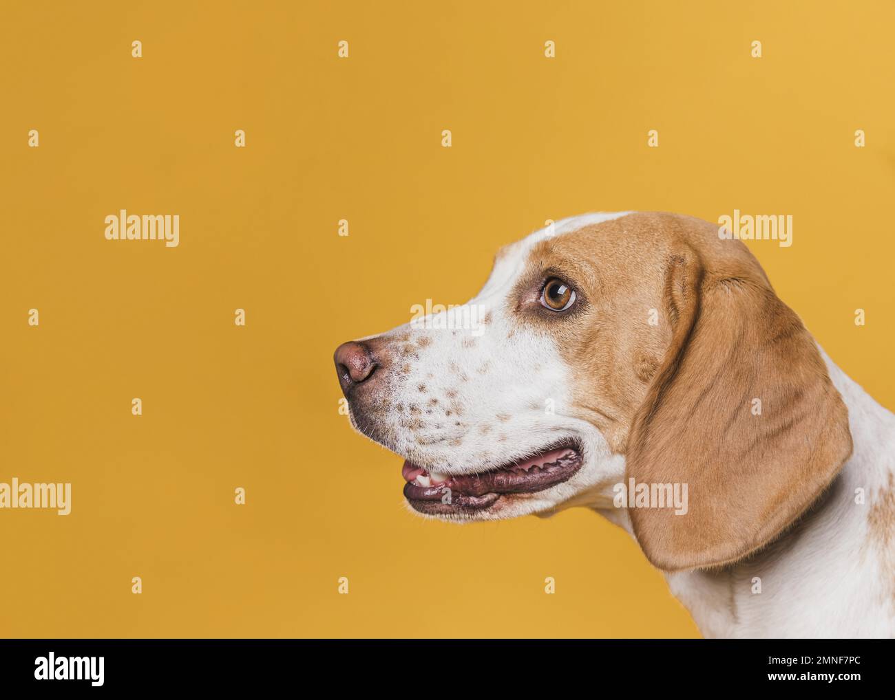 lateral view dog with beautiful eyes. Resolution and high quality ...