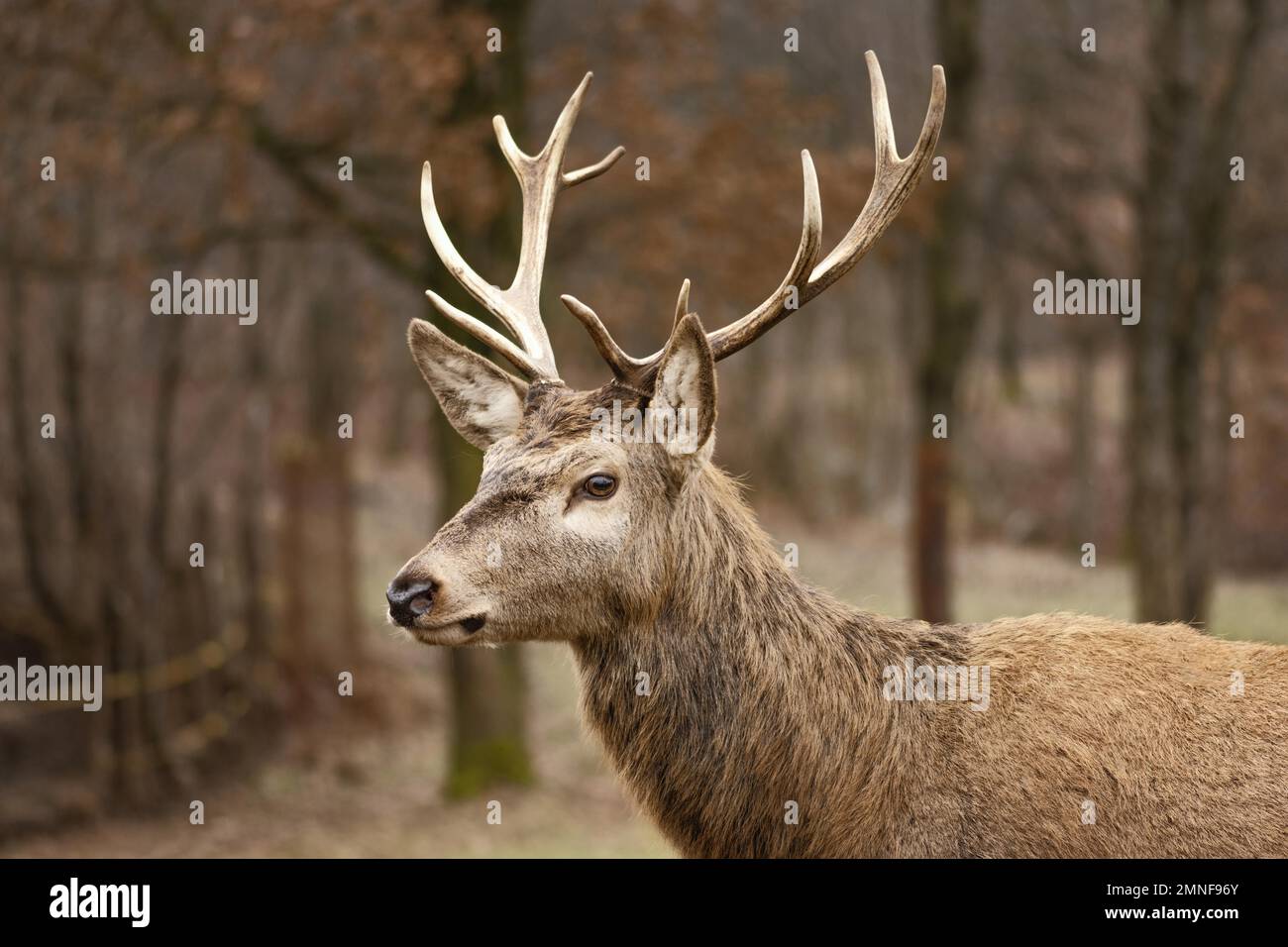 Deer discovery hi-res stock photography and images - Alamy