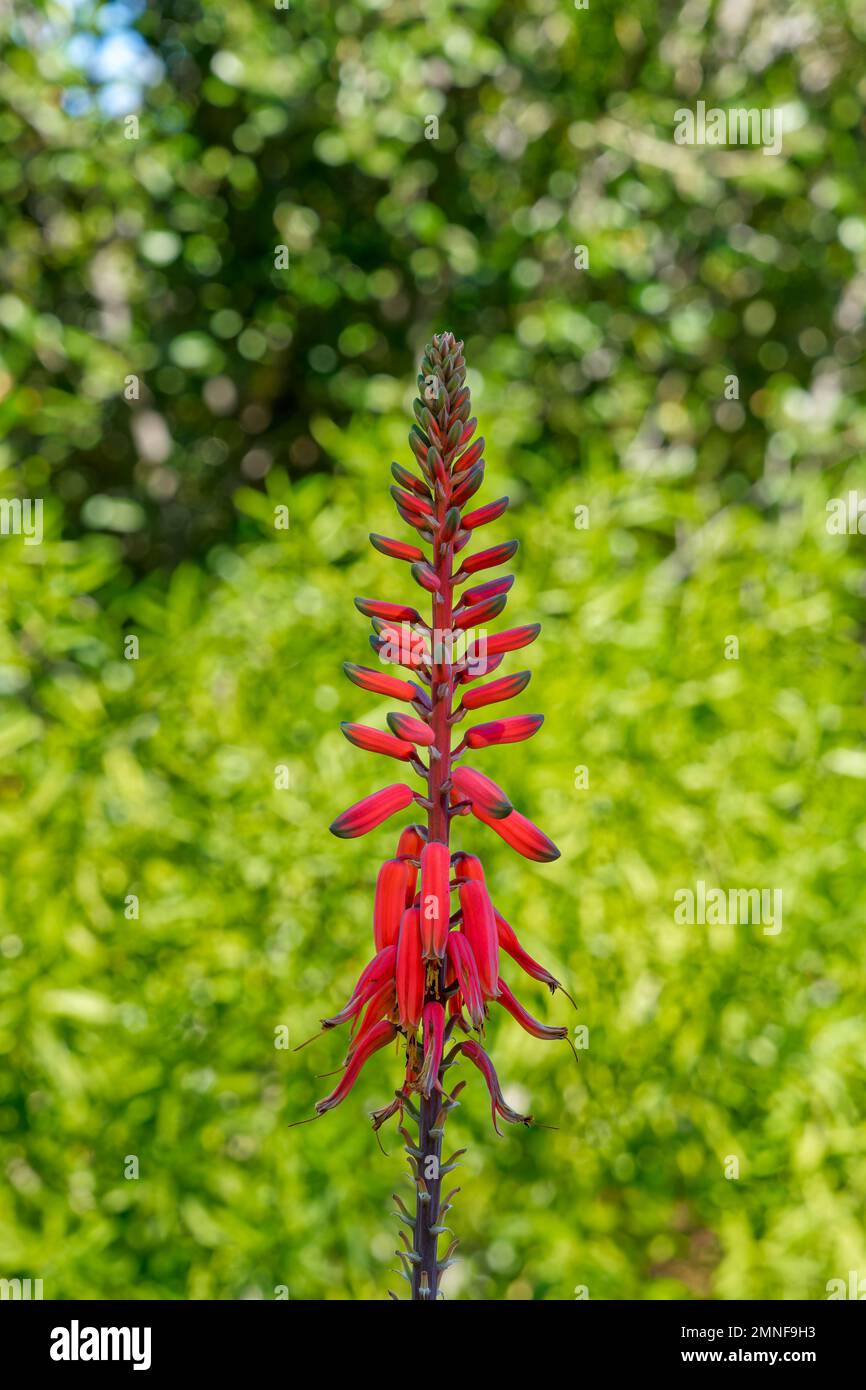 red flower spike of Krantz Aloe, Aloe Arborescens, plant with soft ...