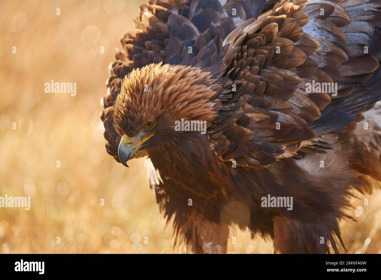 Leucistic Golden Eagle