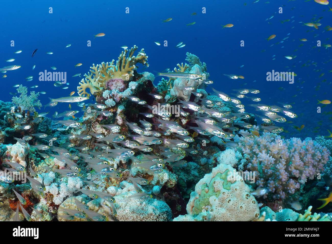 Shoal, group of red sea dwarf sweeper (Parapriacanthus guentheri), Dive ...