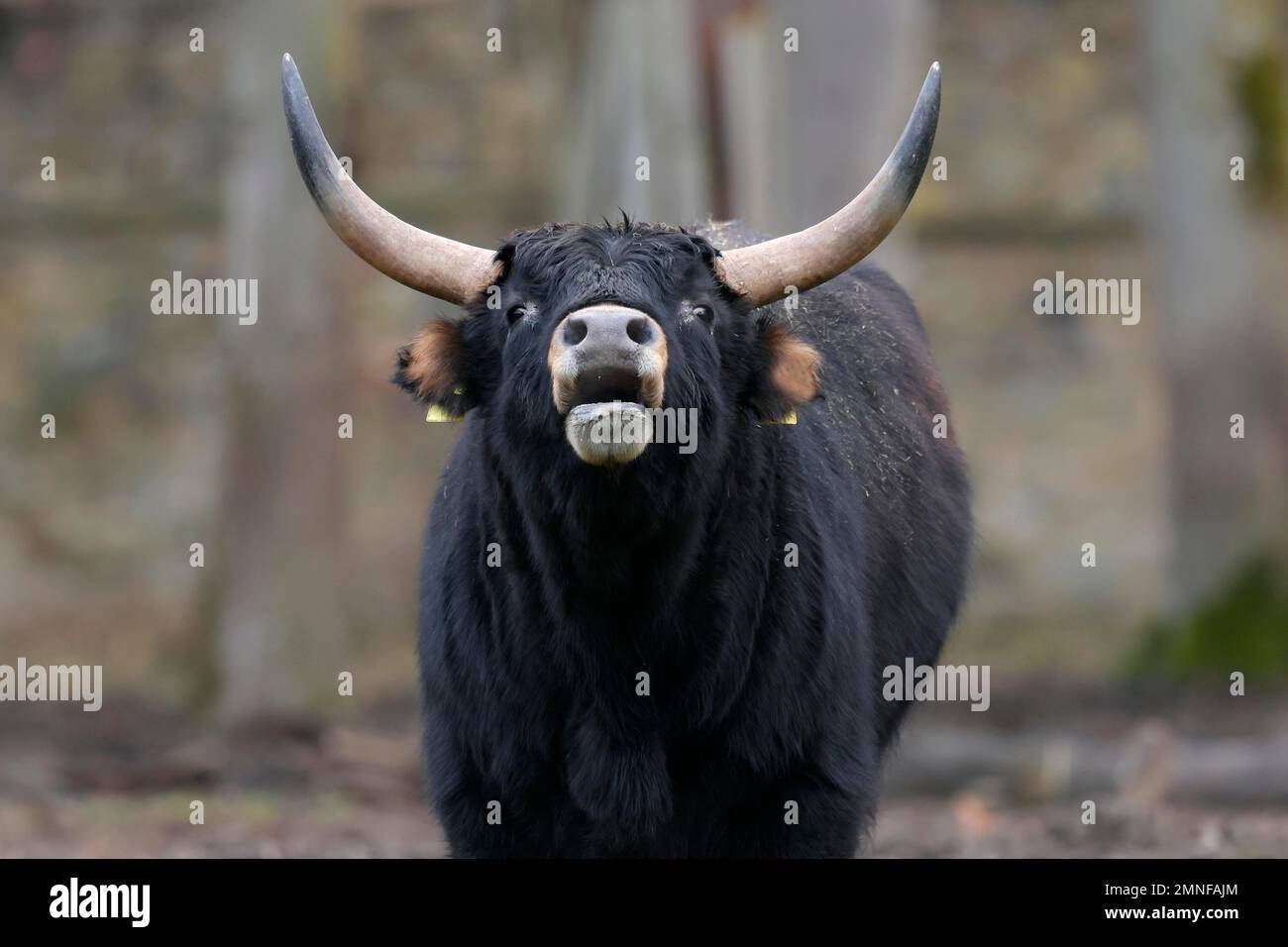 Domestic cattle (Bos primigenius), primal animal portrait, captive ...