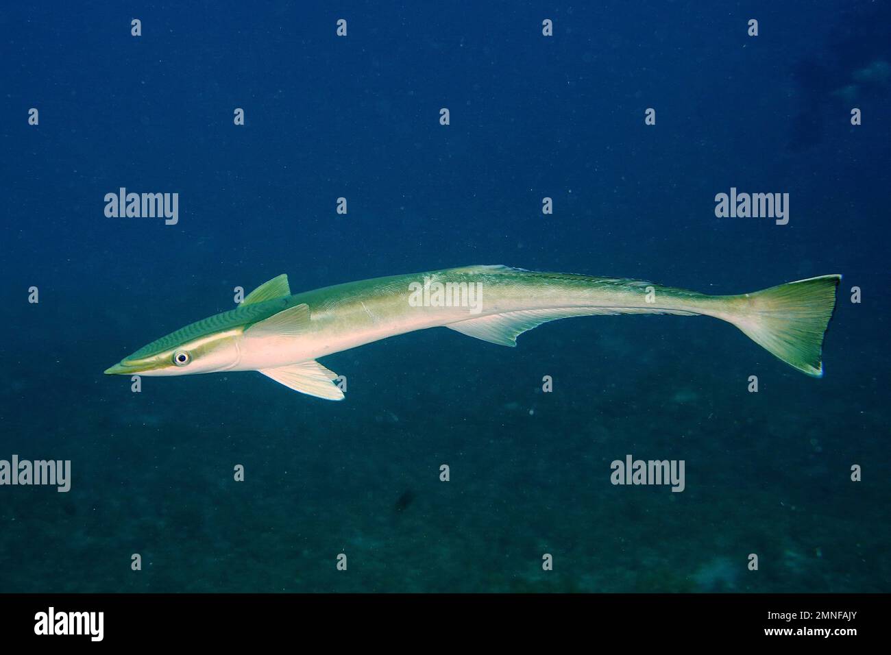Free floating common remora (Remora remora), Marsa Shona reef dive site ...
