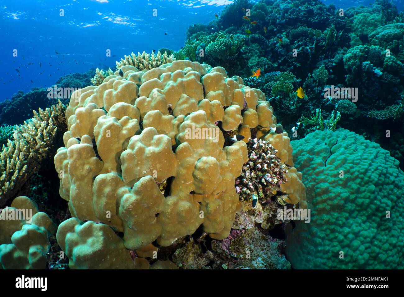 Solid pore coral (Porites solida), Dive site House Reef, Mangrove Bay ...