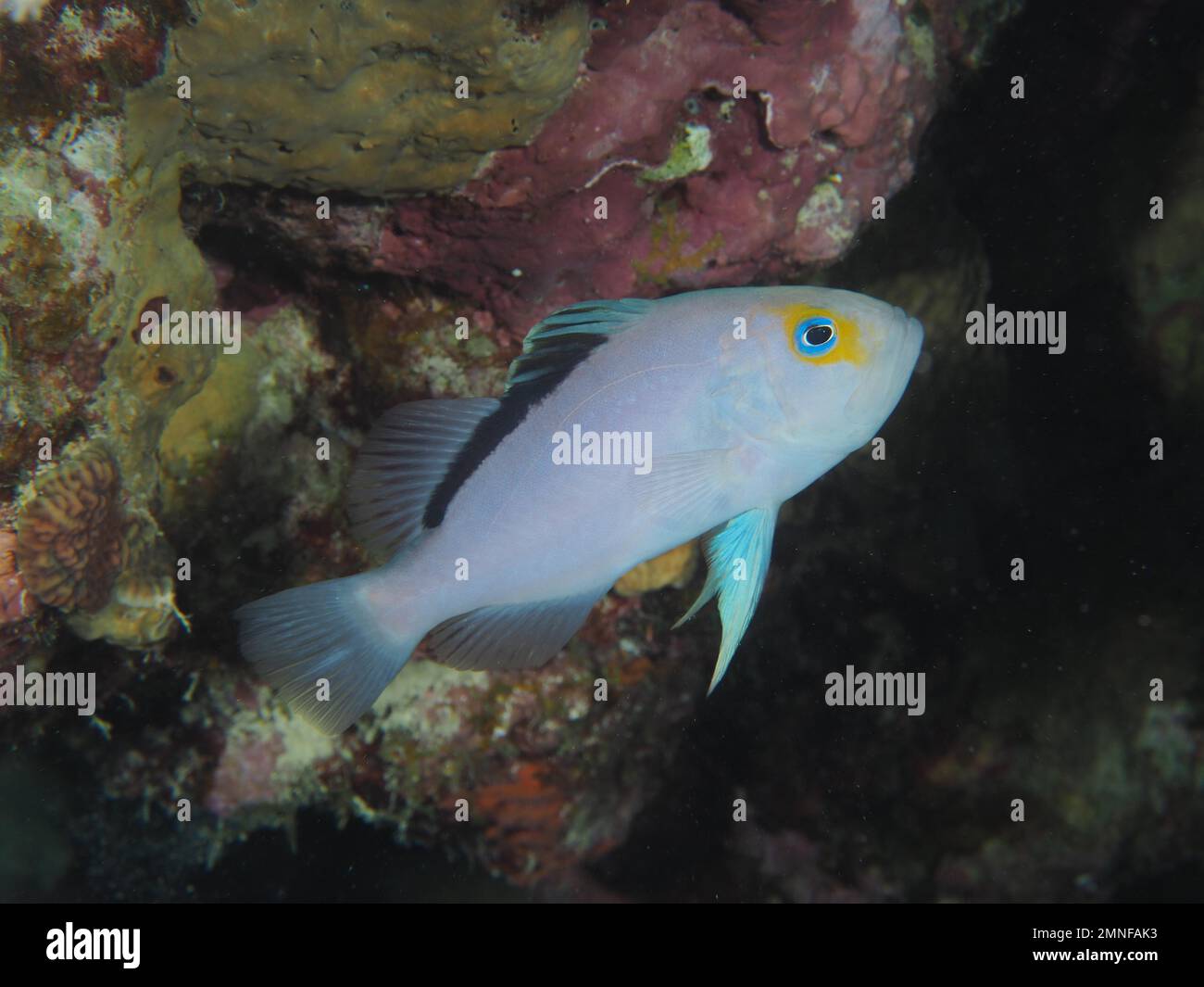 Red Sea Seabass (Diploprion drachi), Perch, Dive Site House Reef ...