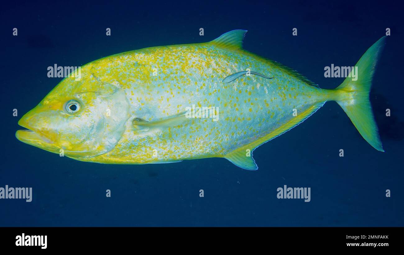 Orange-spotted trevally (Carangoides bajad) against a solid blue ...
