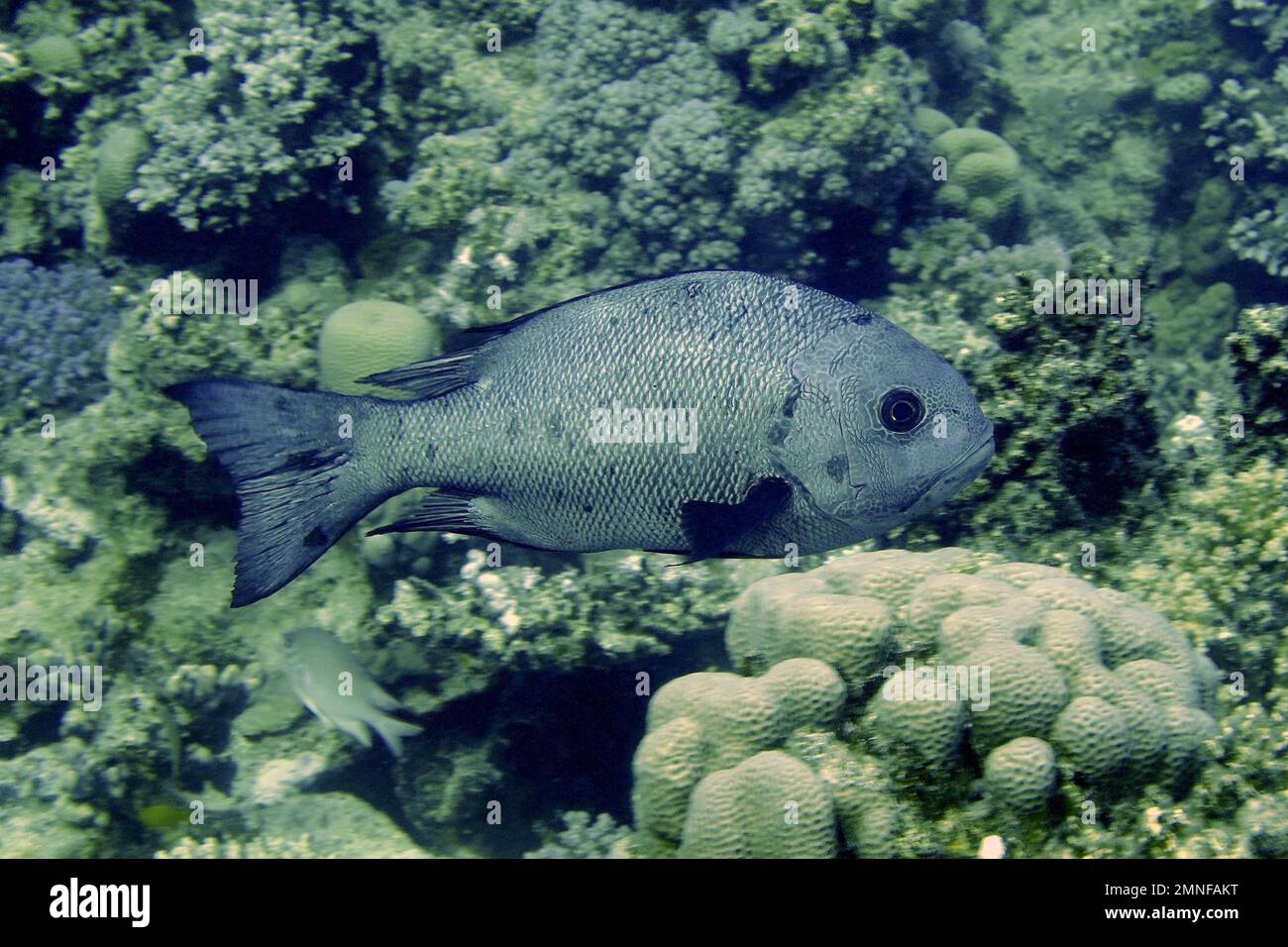 Black and white snapper (Macolor niger), House reef dive site, Mangrove ...