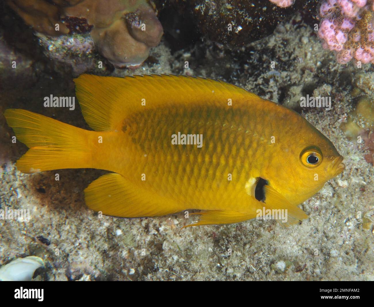 Sulphur demoiselle (Pomacentrus sulfureus), House Reef dive site ...