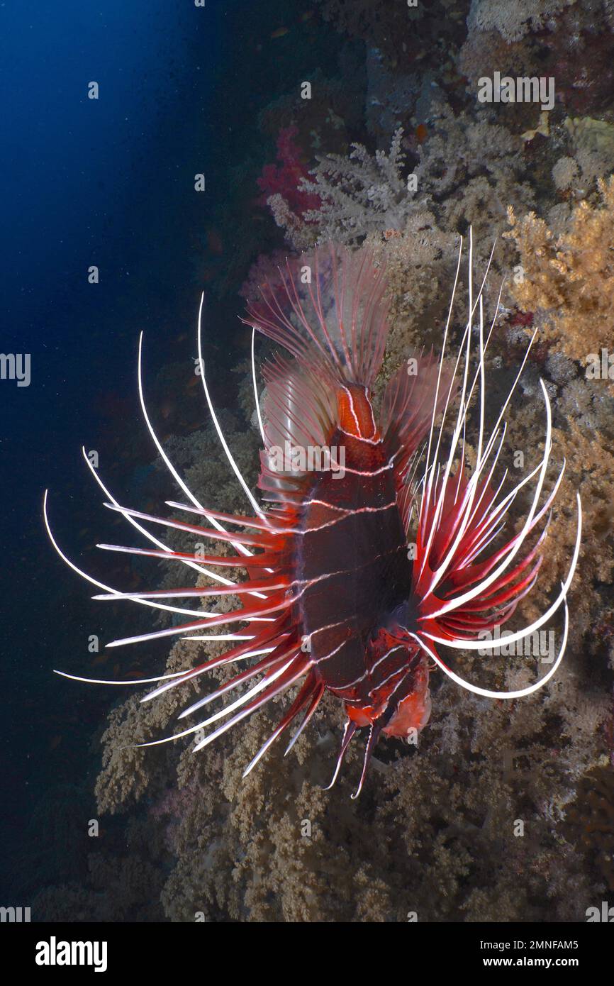 Radial firefish (Pterois radiata) on steep wall. Dive site Elphinstone ...