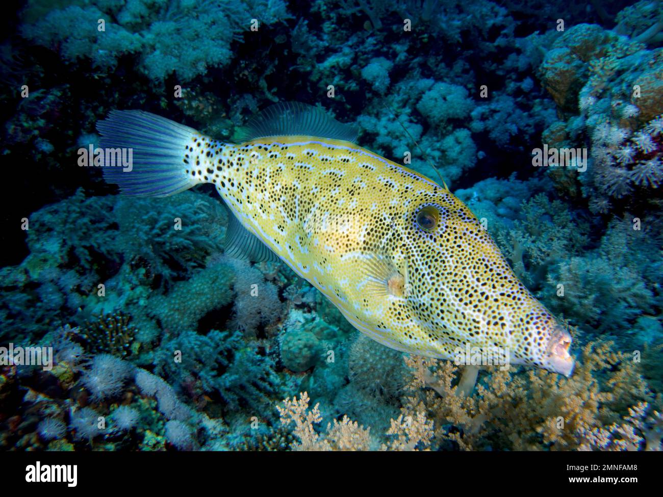Scrawled filefish (Aluterus scriptus), Daedalus Reef dive site, Egypt ...