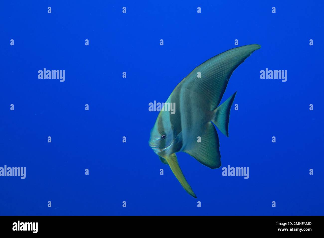 Juvenile roundhead batfish (Platax orbicularis), solid blue background ...