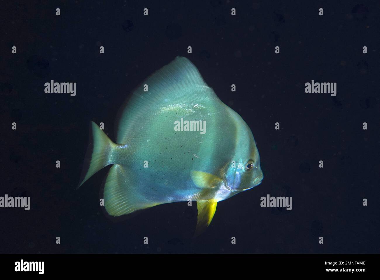 Orbicular batfish (Platax orbicularis) at night. Dive site St. Johns ...