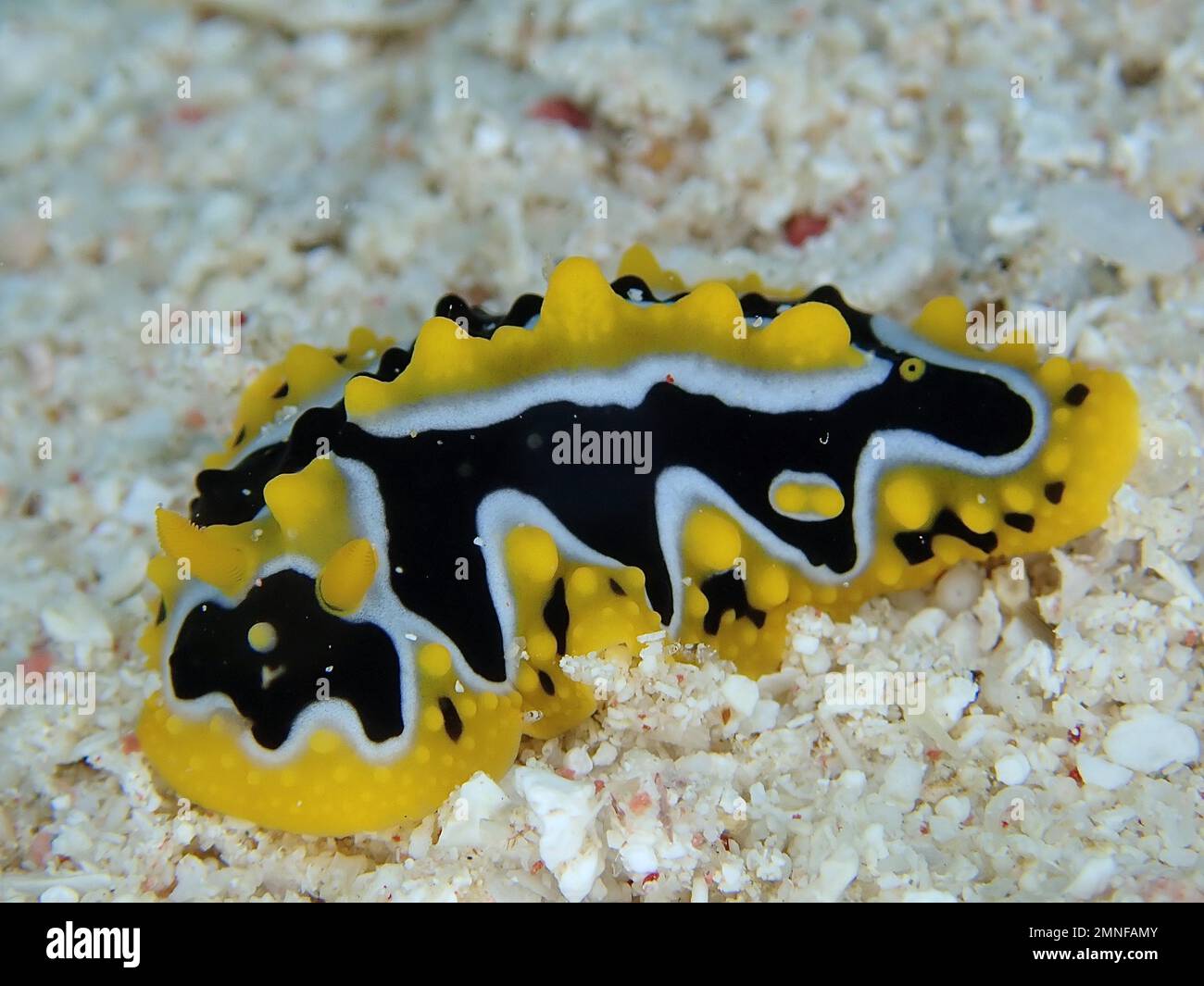 Phyllidiidae warty hi-res stock photography and images - Alamy