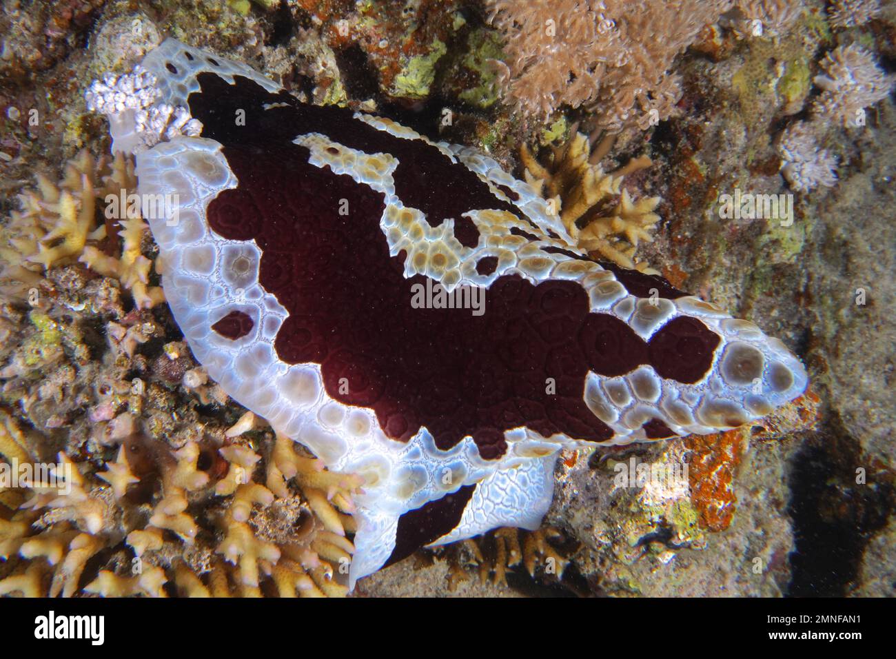 Large sofa cushion snail (Pleurobranchus grandis) at night. Dive site ...