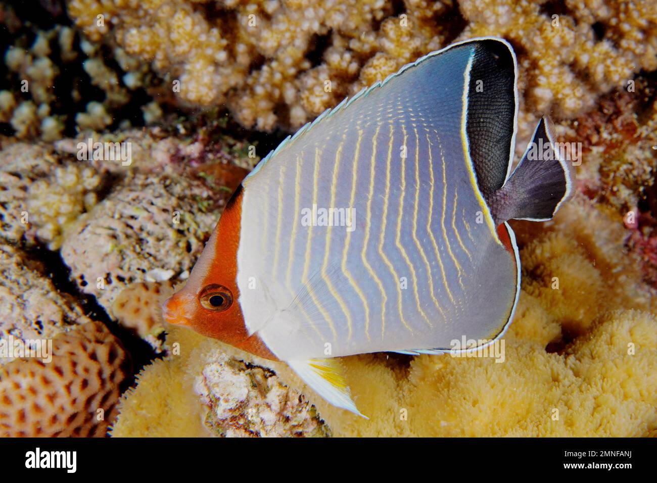 Blue chevron butterflyfish (Chaetodon larvatus), Dive site Abu Fendera ...