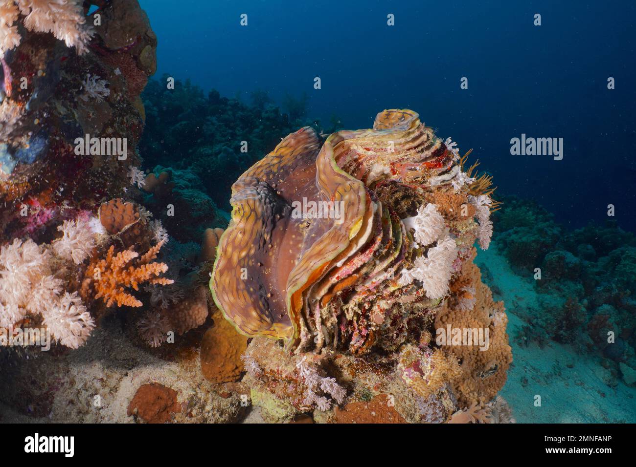 Fluted giant clam (Tridacna squamosa), killer clam, dive site House ...