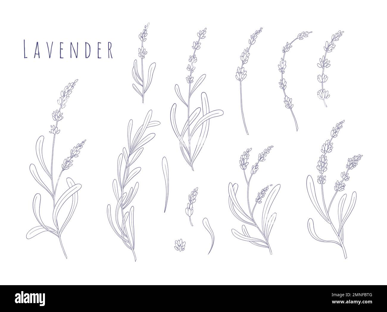 Lavender flowers set. Outlined Provence floral herbs with blooms ...