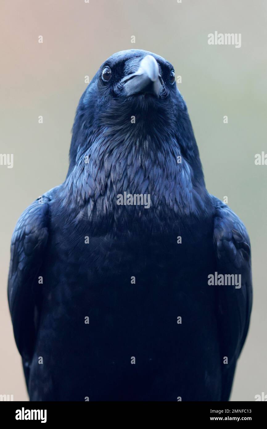 Common raven (Corvus corax), animal portrait, captive Stock Photo - Alamy