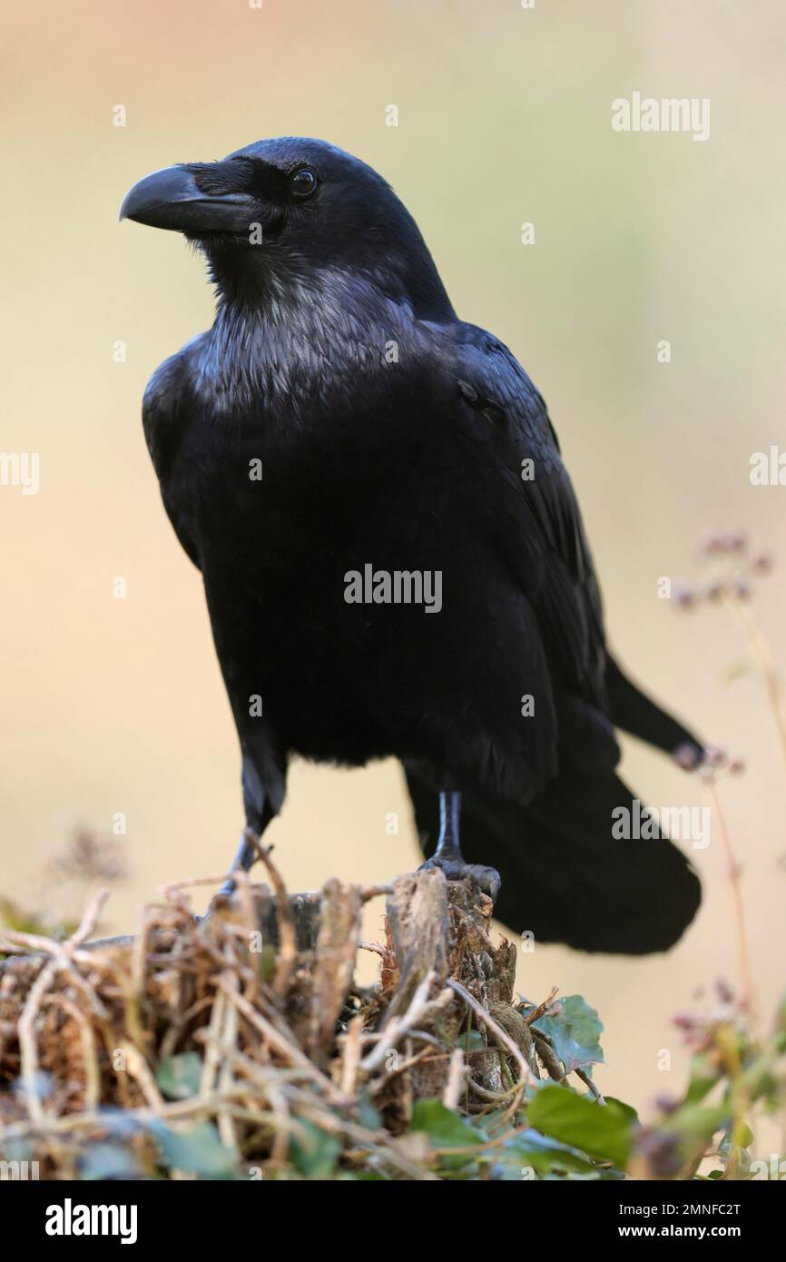 Common raven (Corvus corax), animal portrait, captive Stock Photo - Alamy
