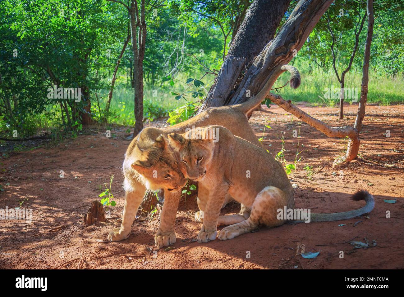 Young lions in the Victoria Falls reserve Stock Photo - Alamy