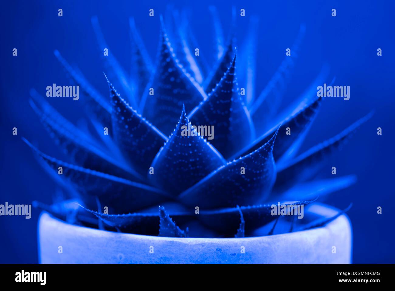 Aloe Aristata, glows with blue light, Germany Stock Photo - Alamy