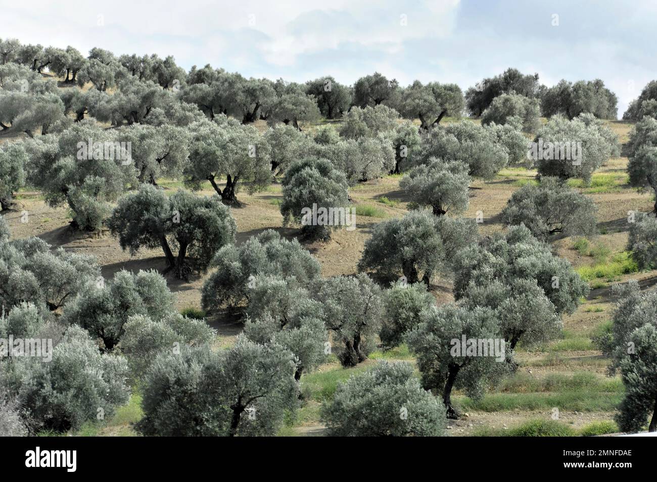 Huge olive tree plantations, landscapes in Andalusia, Andalusia, Spain ...