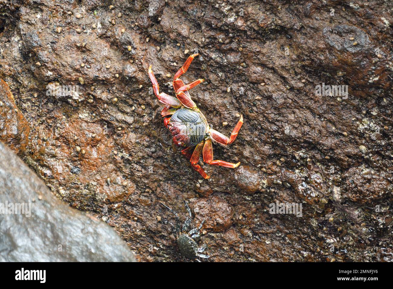 Grapsus adscensionis reddish colored adult on the volcanic rock of ...